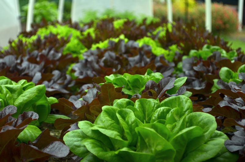 Till Next Time Farms – Organic, restorative-farming in Silver Creek ...
